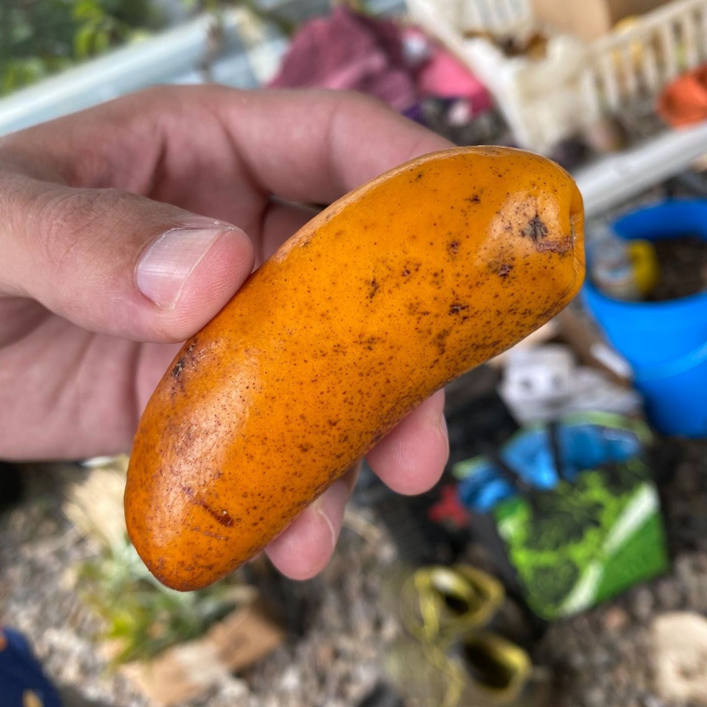 Olosapo - Couepia polyandra - Fruit Plant – Royal Paradise Garden