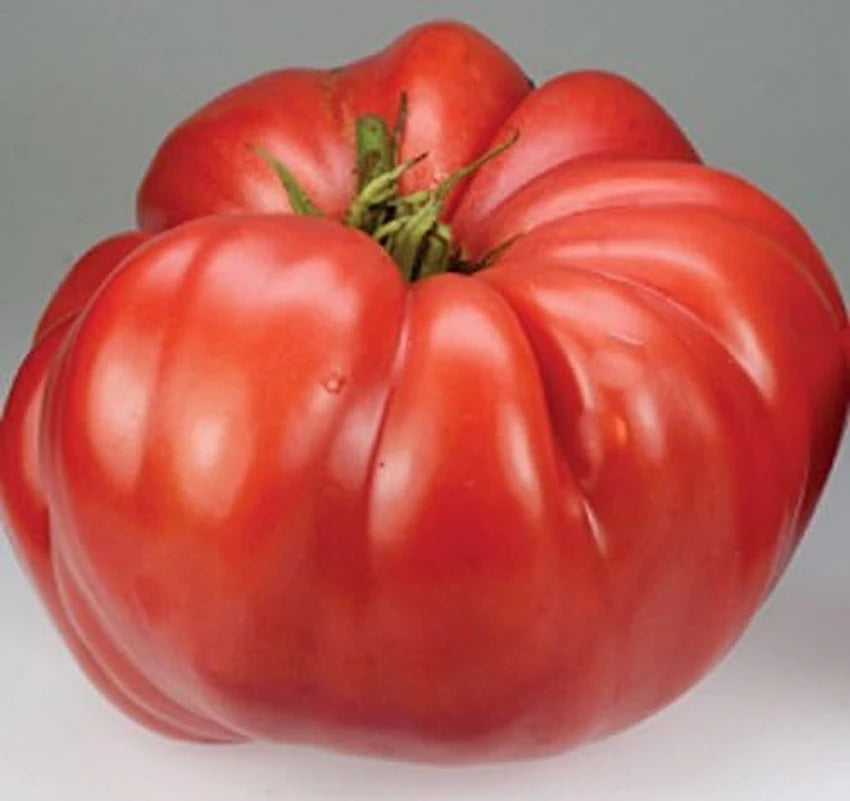 🍅 Beefsteak Tomato Hybrid Seeds – 100 Seeds, Large & Juicy Fruits - Ve ...