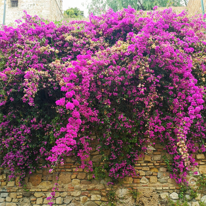 Vibrant Pink Bougainvillea Climber Hybrid Flower Plant – Royal Paradise ...