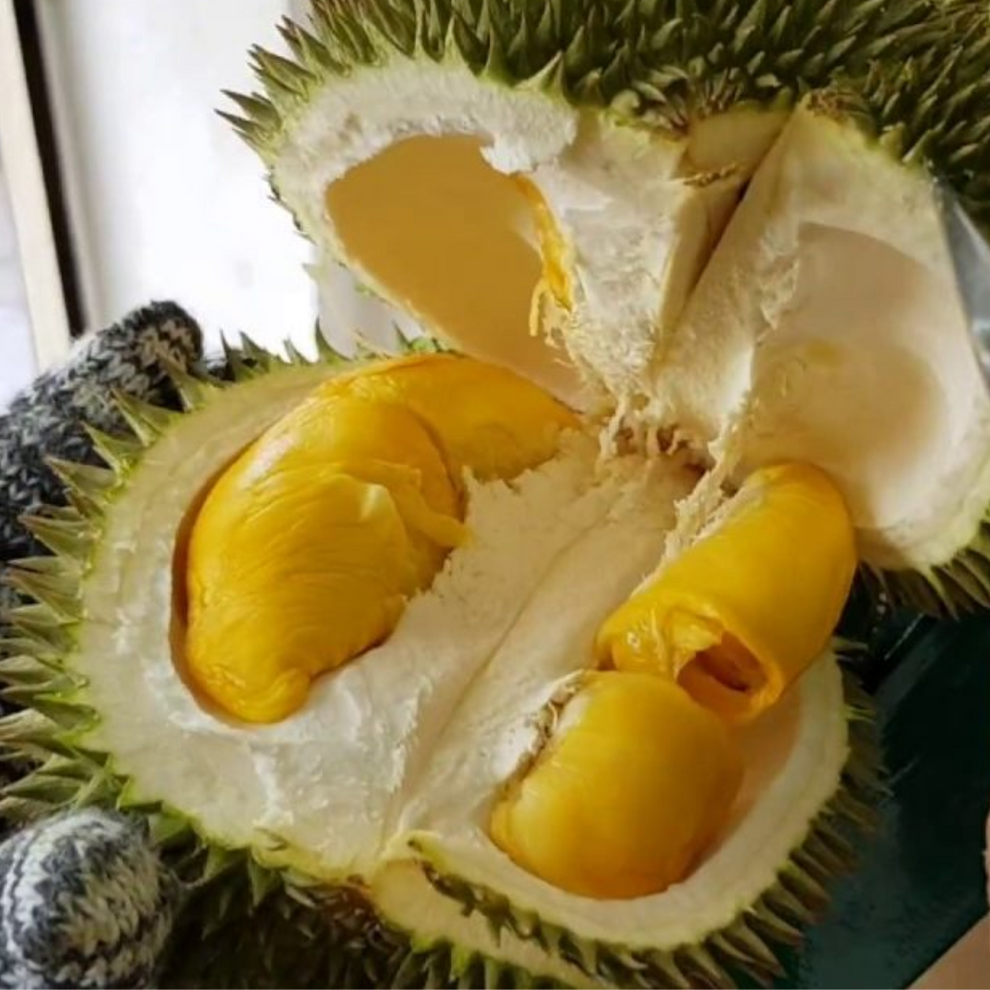 Durian - D101 Hybrid - Fruit Plant – Royal Paradise Garden