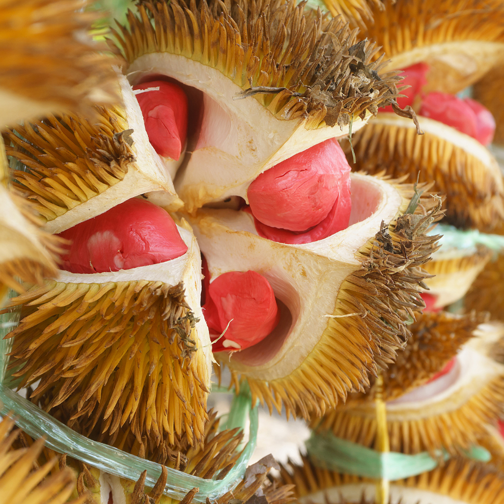 Durian - Red Prawn - Fruit Plant – Royal Paradise Garden