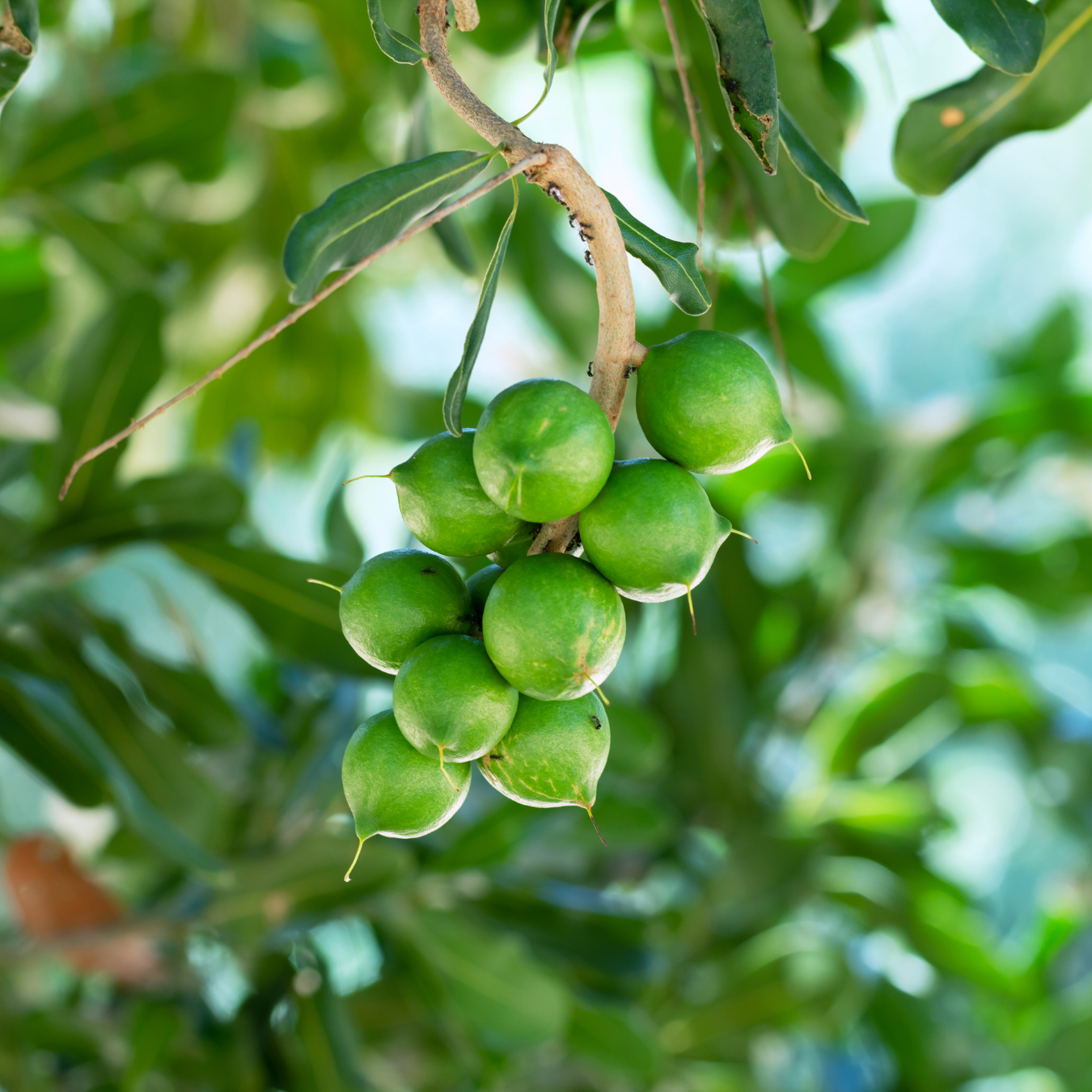 Macadamia Nut - Macadamia integrifolia Fruit Plant – Royal Paradise Garden