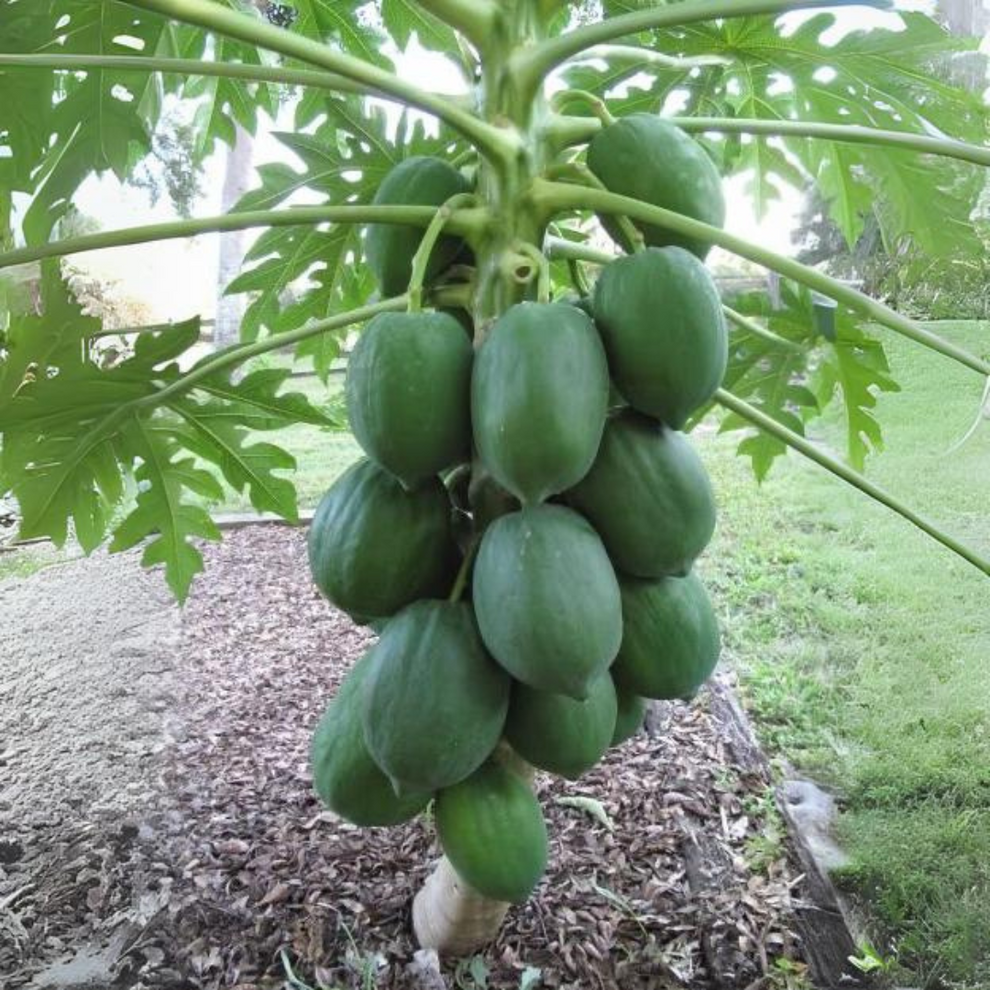 Papaya - Dwarf Papaya - Hybrid Fruit Plant – Royal Paradise Garden