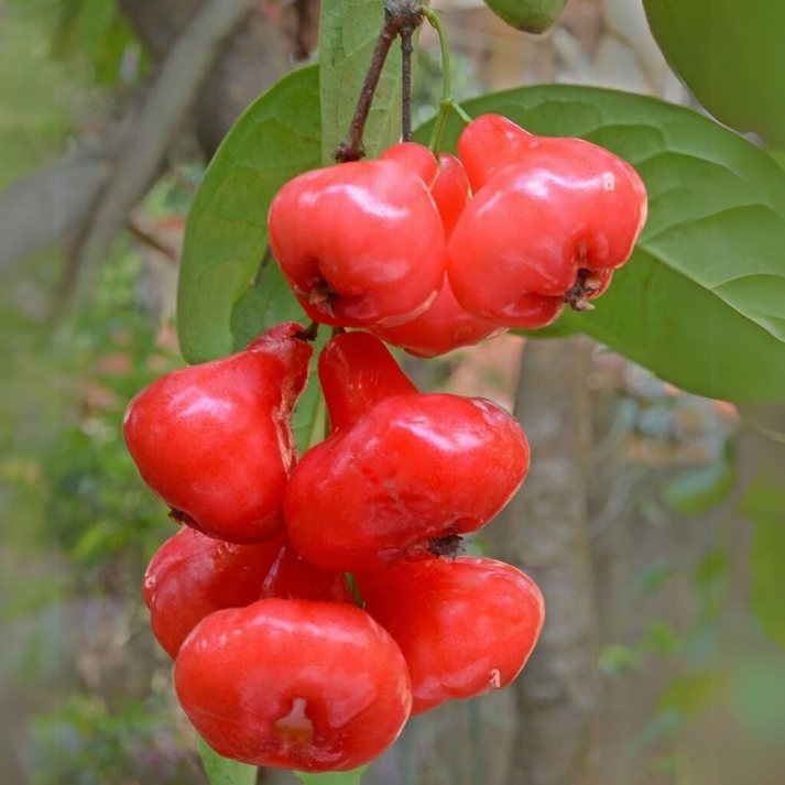 Rose Water Apple / Champa - Syzygium samarangense Fruit Plant – Royal ...