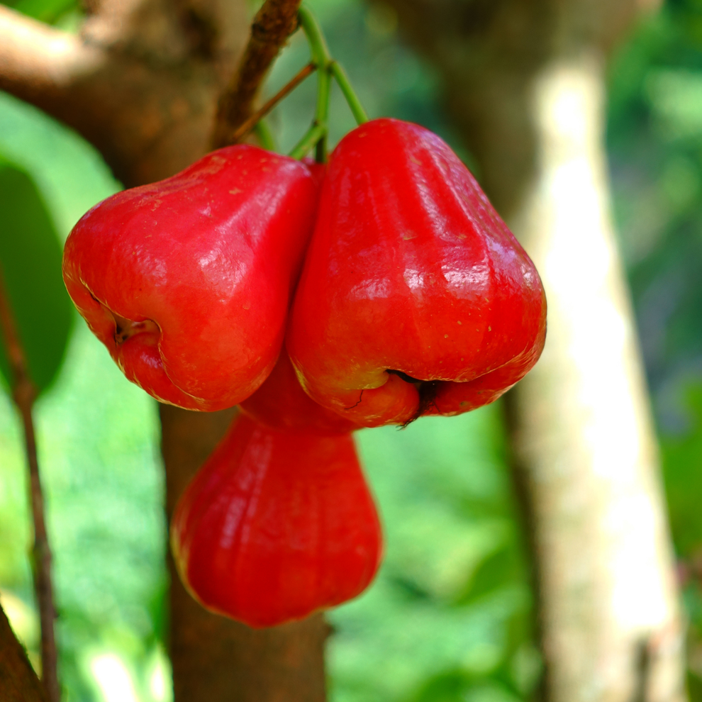 Thai Bell Apple - Red - Syzygium samarangense Fruit Plant – Royal ...
